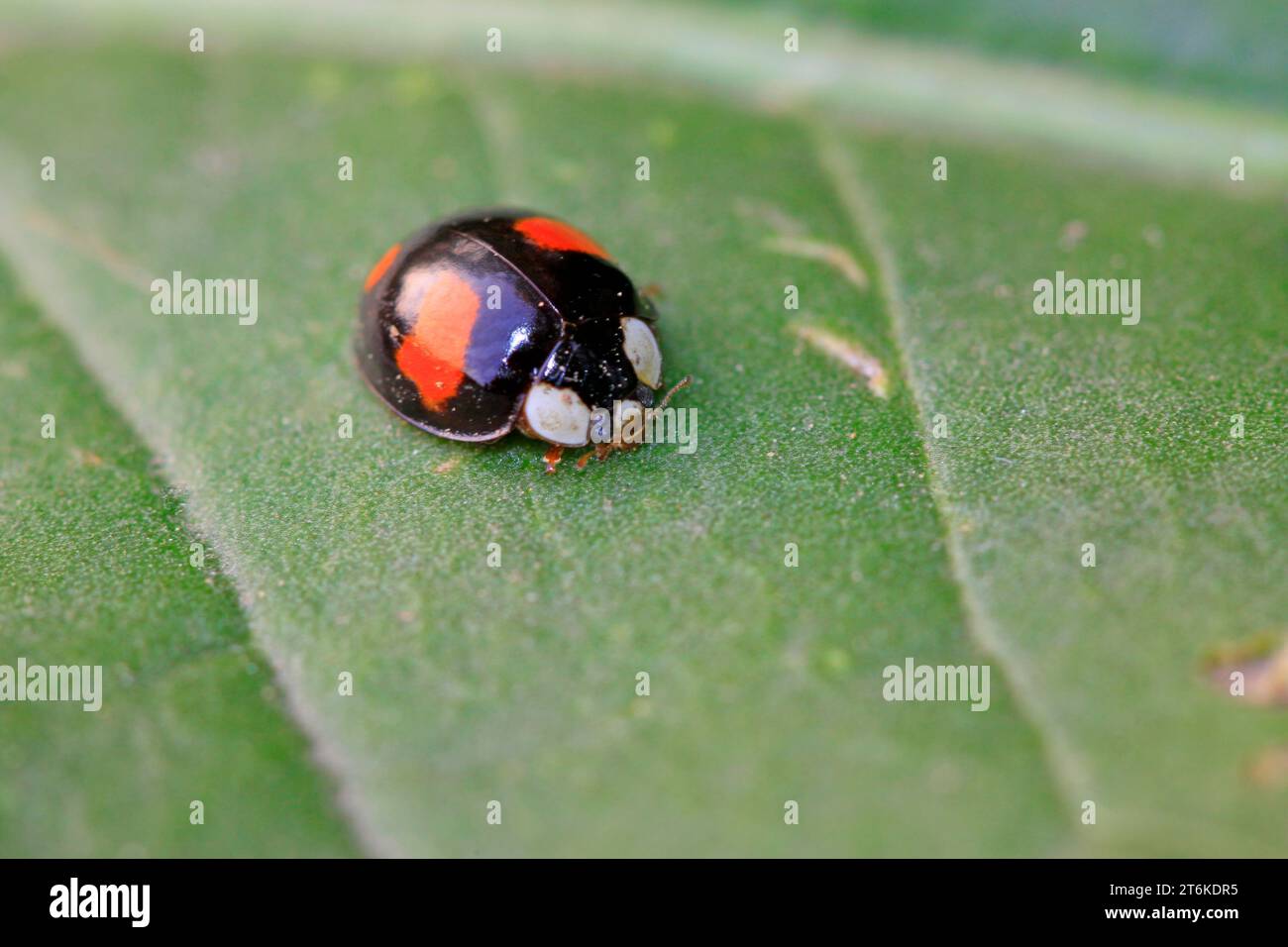Non-blue ladybug on green leaf in the wild Stock Photo - Alamy