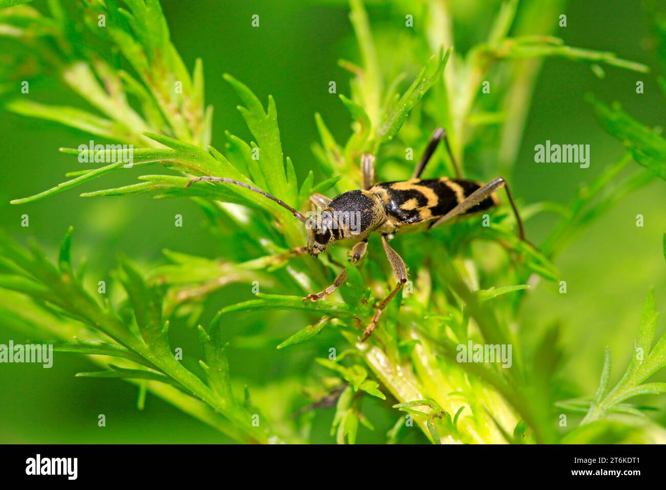 Ridge tiger longicorn hi-res stock photography and images - Alamy