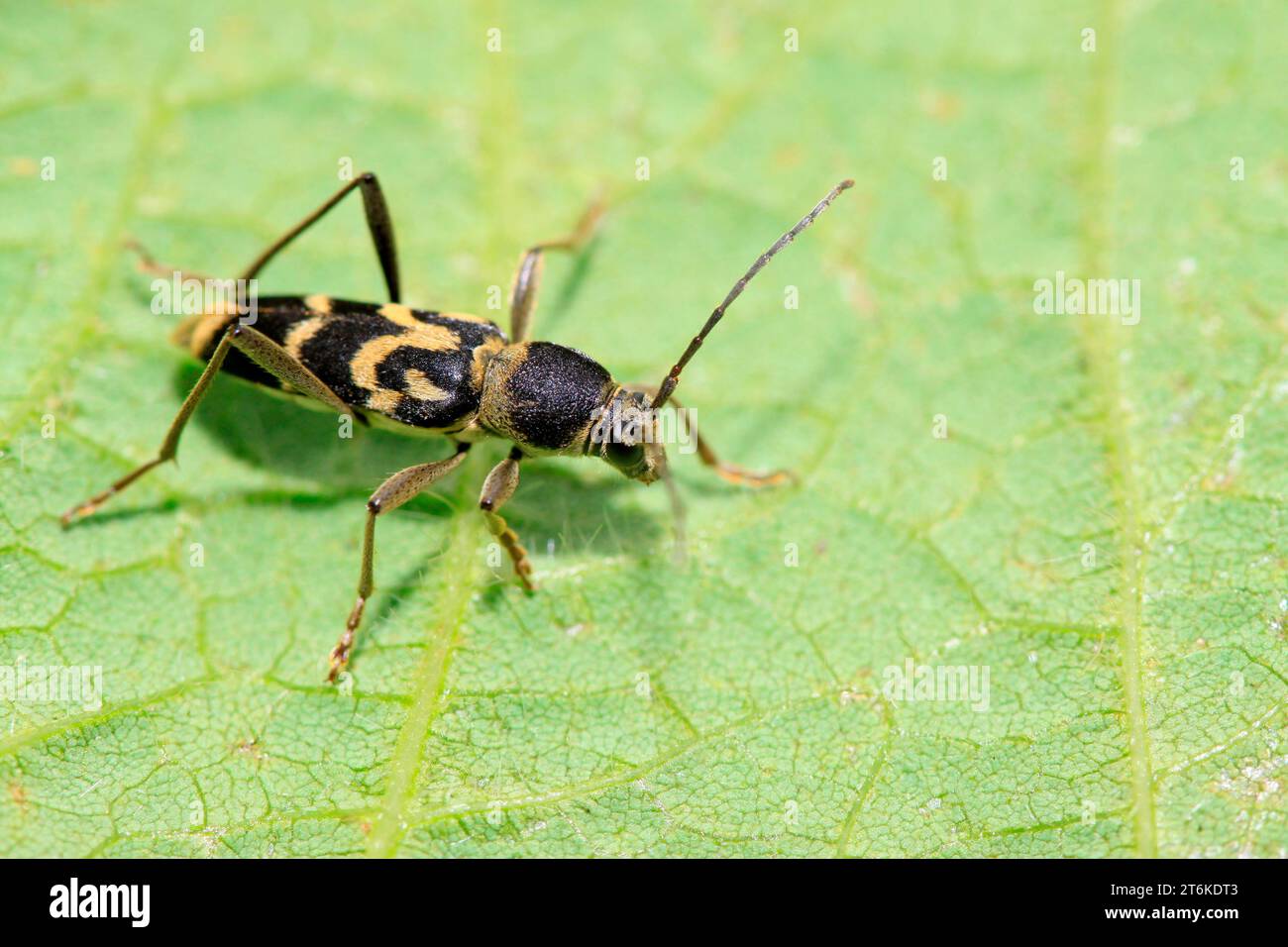 Ridge tiger longicorn hi-res stock photography and images - Alamy