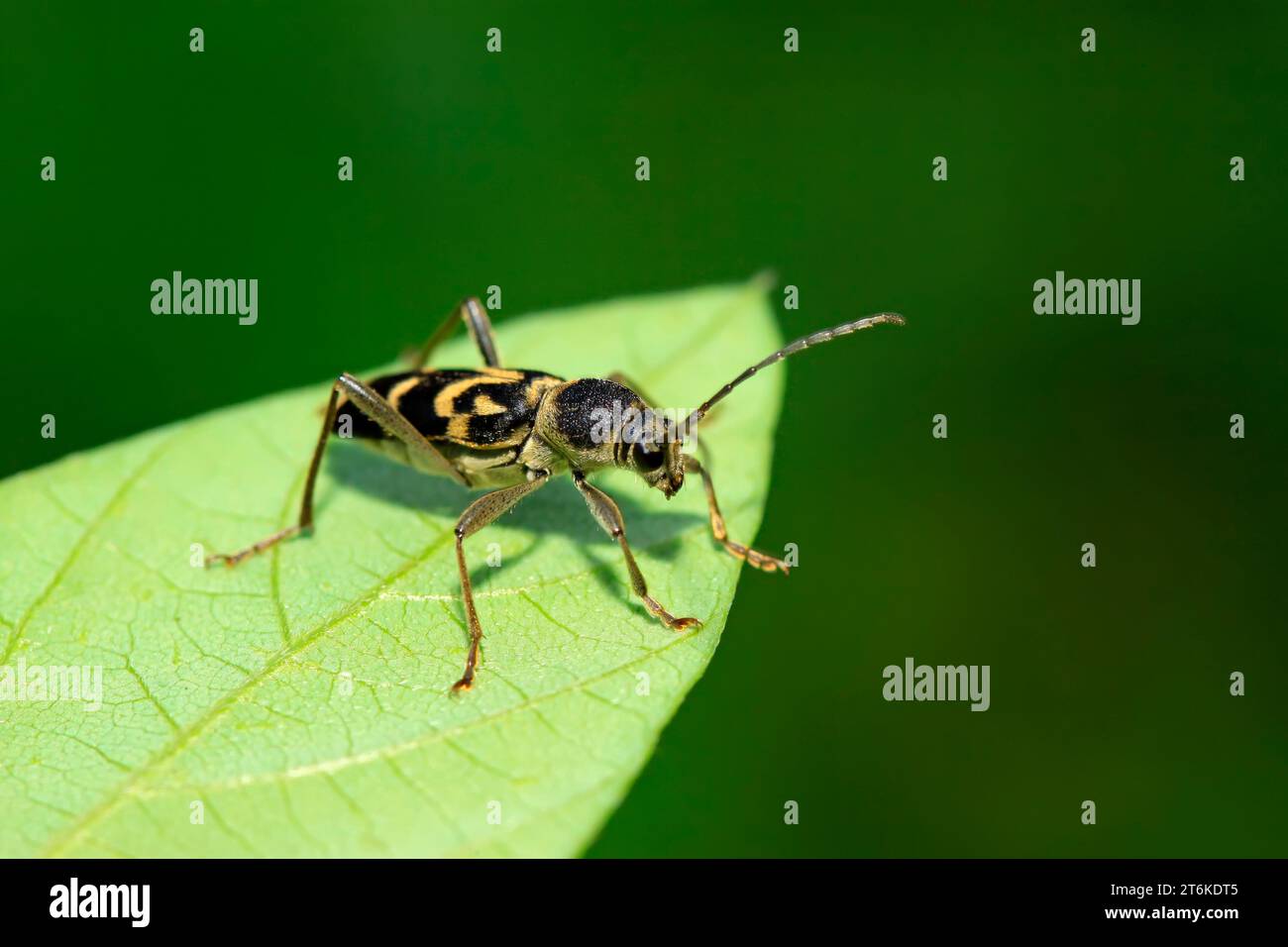 ridge tiger longicorn on green leaf in the wild Stock Photo - Alamy