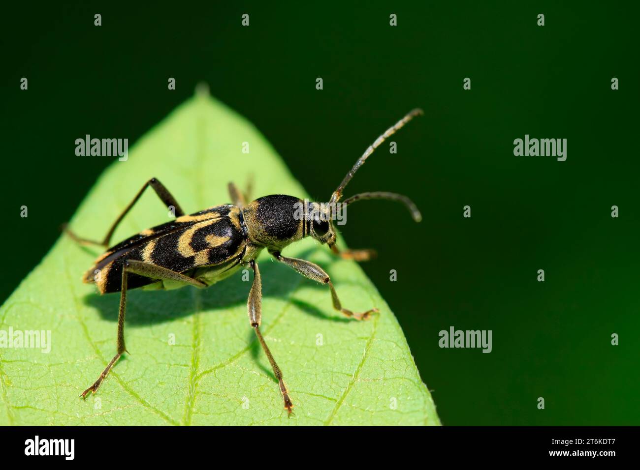 Ridge tiger longicorn hi-res stock photography and images - Alamy