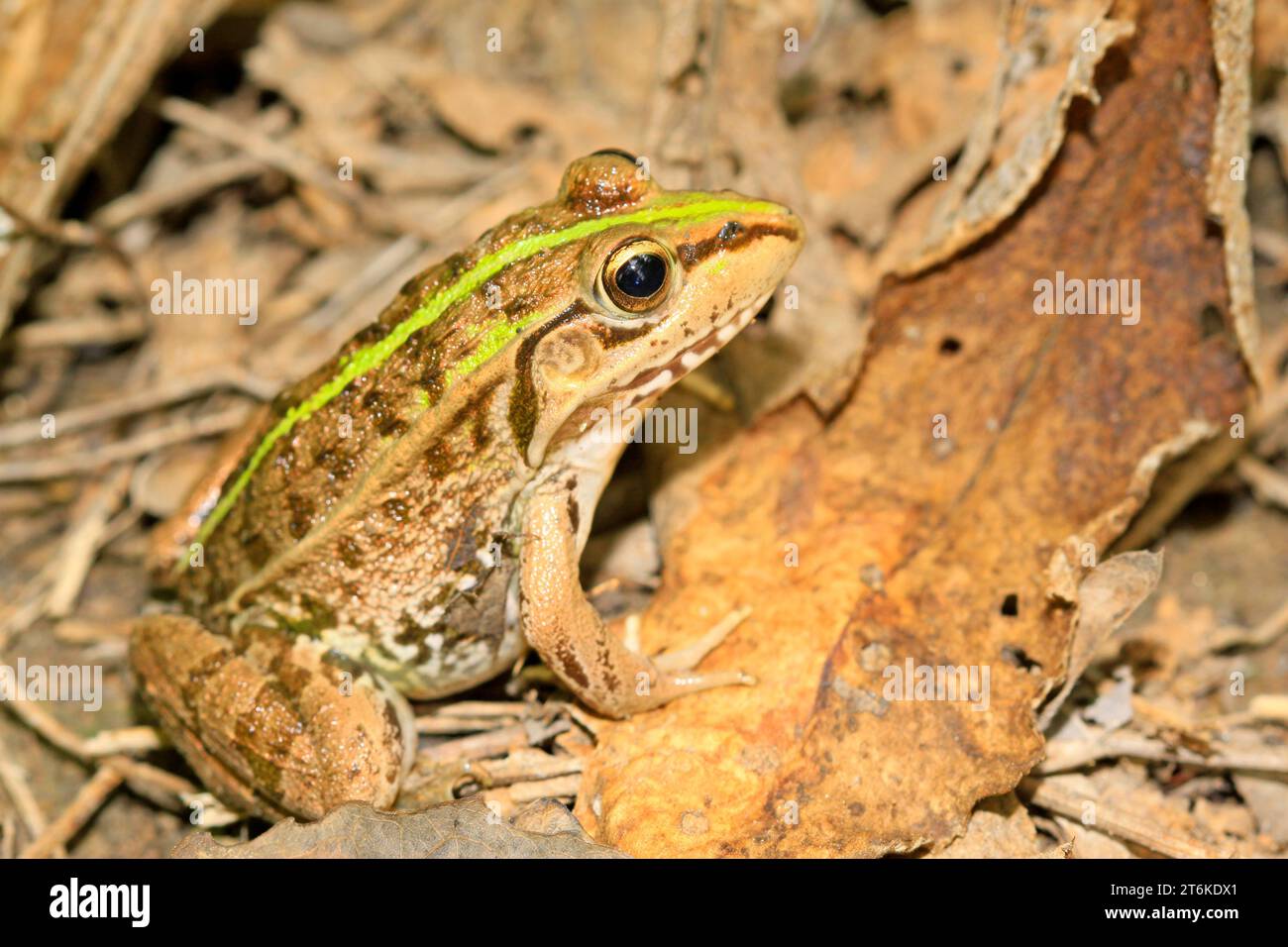 frog hidden in a natural environment, closeup of photo Stock Photo - Alamy