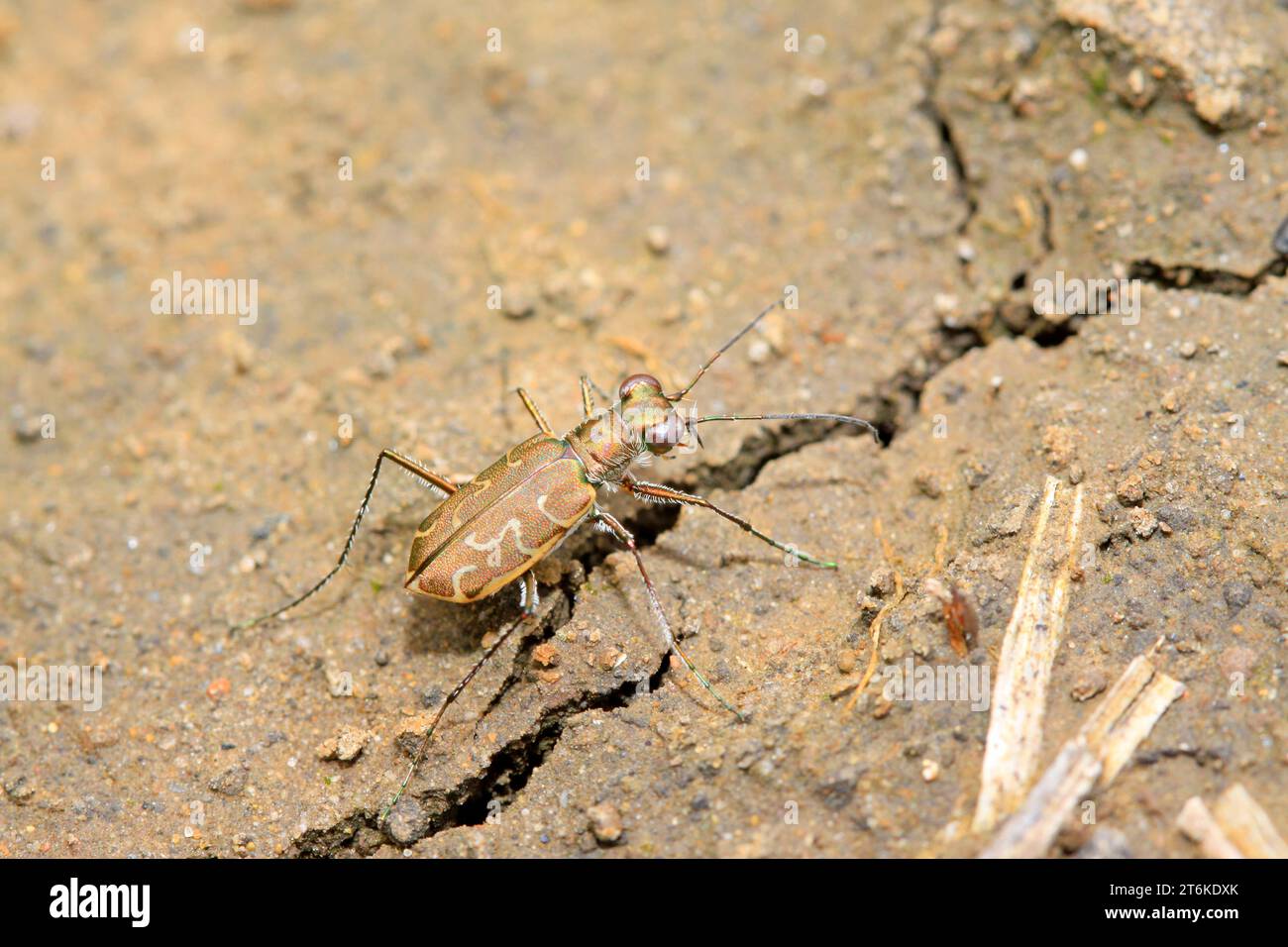 tiger beetles in the wild, closeup of photo Stock Photo - Alamy