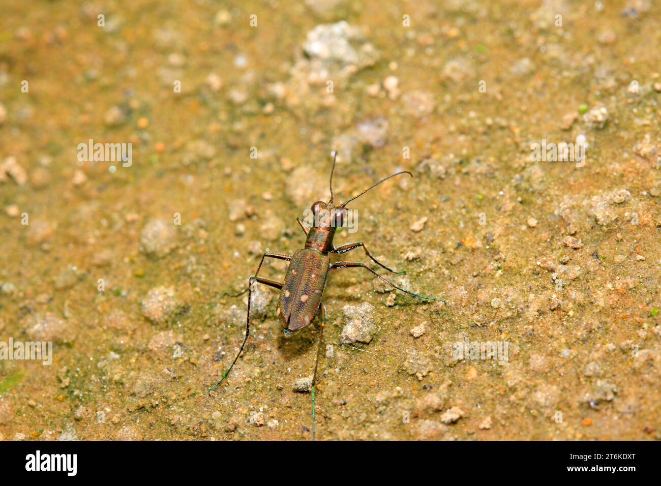 tiger beetles in the wild, closeup of photo Stock Photo - Alamy
