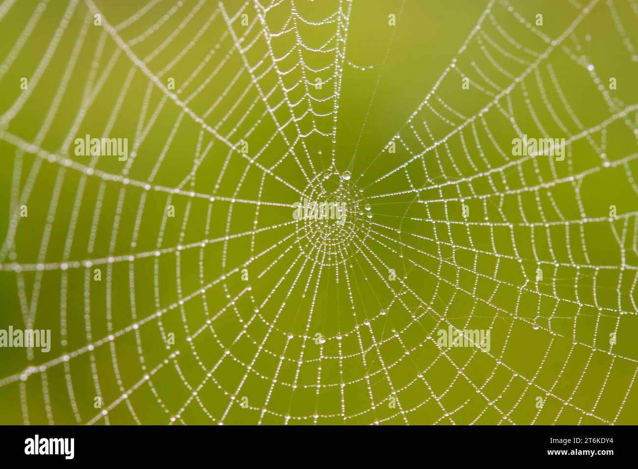 Unique spider shape hi-res stock photography and images - Alamy