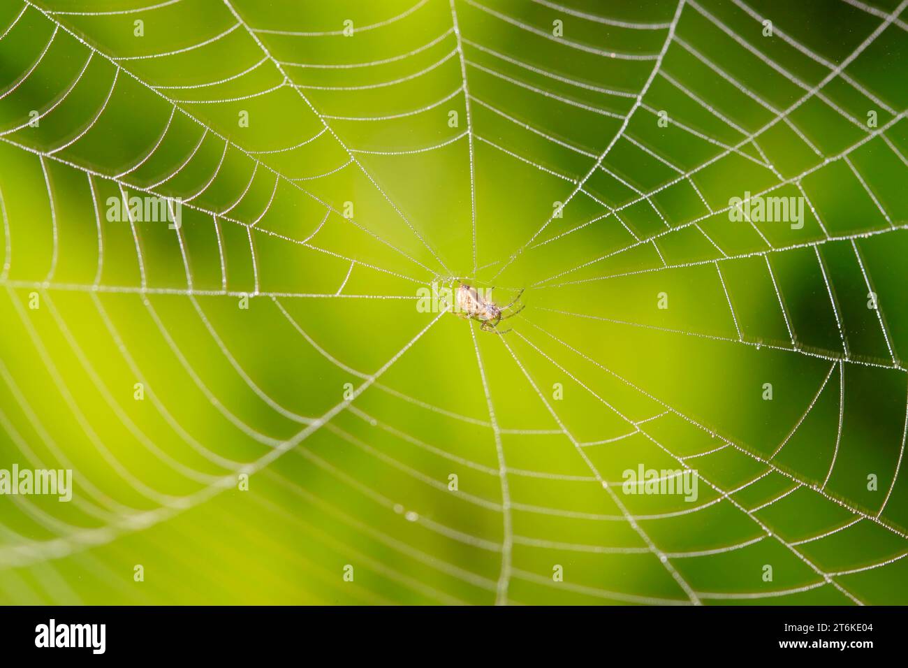 Unique spider shape hi-res stock photography and images - Alamy