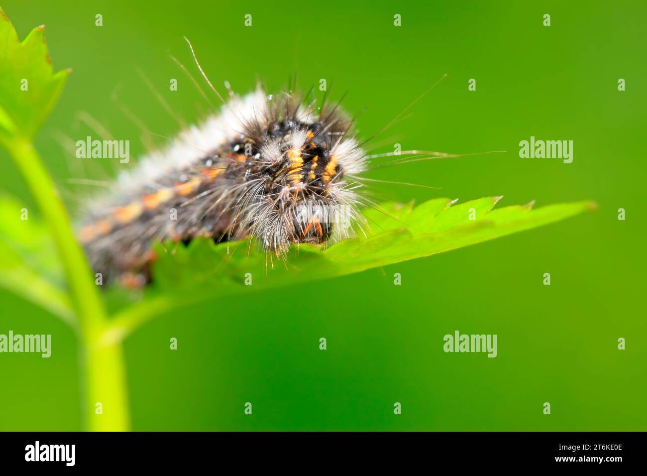 butterfly larva - caterpillar on green leaf in the wild Stock Photo - Alamy