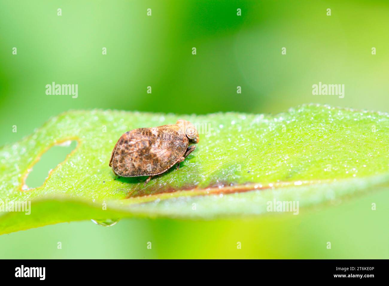 Ladle gourd hi-res stock photography and images - Alamy