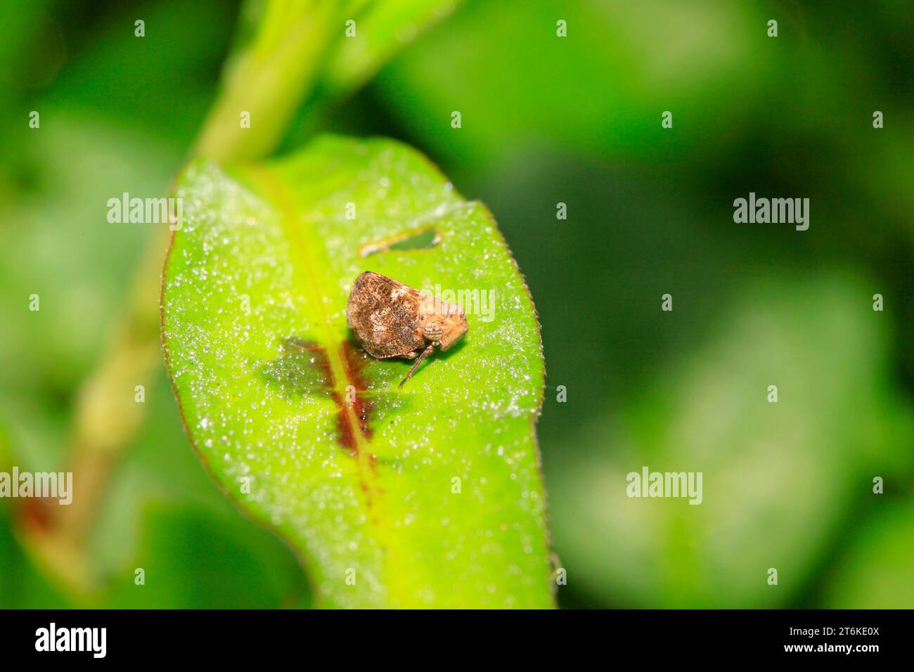 Ladle gourd hi-res stock photography and images - Alamy