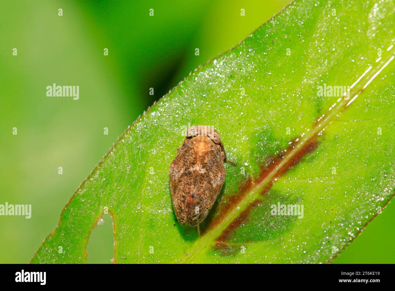 Ladle gourd hi-res stock photography and images - Alamy