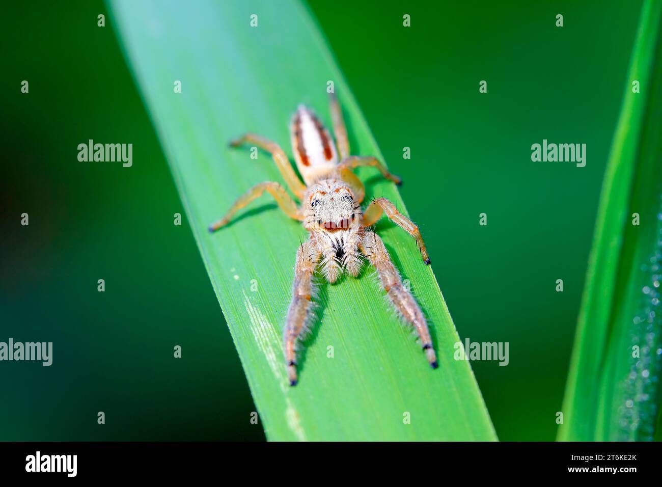 Tiger jumping spider hi-res stock photography and images - Alamy