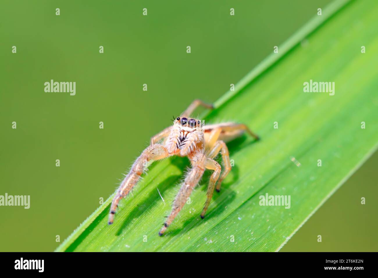 Tiger jumping spider hi-res stock photography and images - Alamy