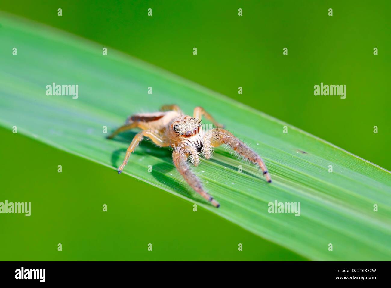 Tiger jumping spider hi-res stock photography and images - Alamy