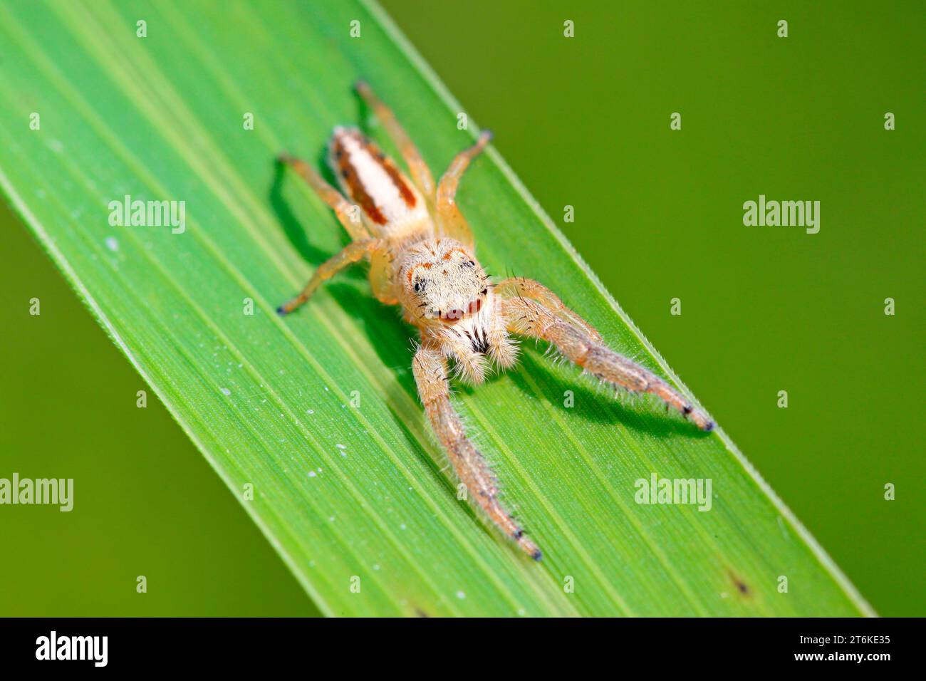 Tiger jumping spider hi-res stock photography and images - Alamy