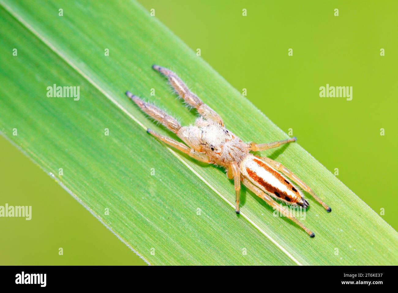Tiger jumping spider hi-res stock photography and images - Alamy