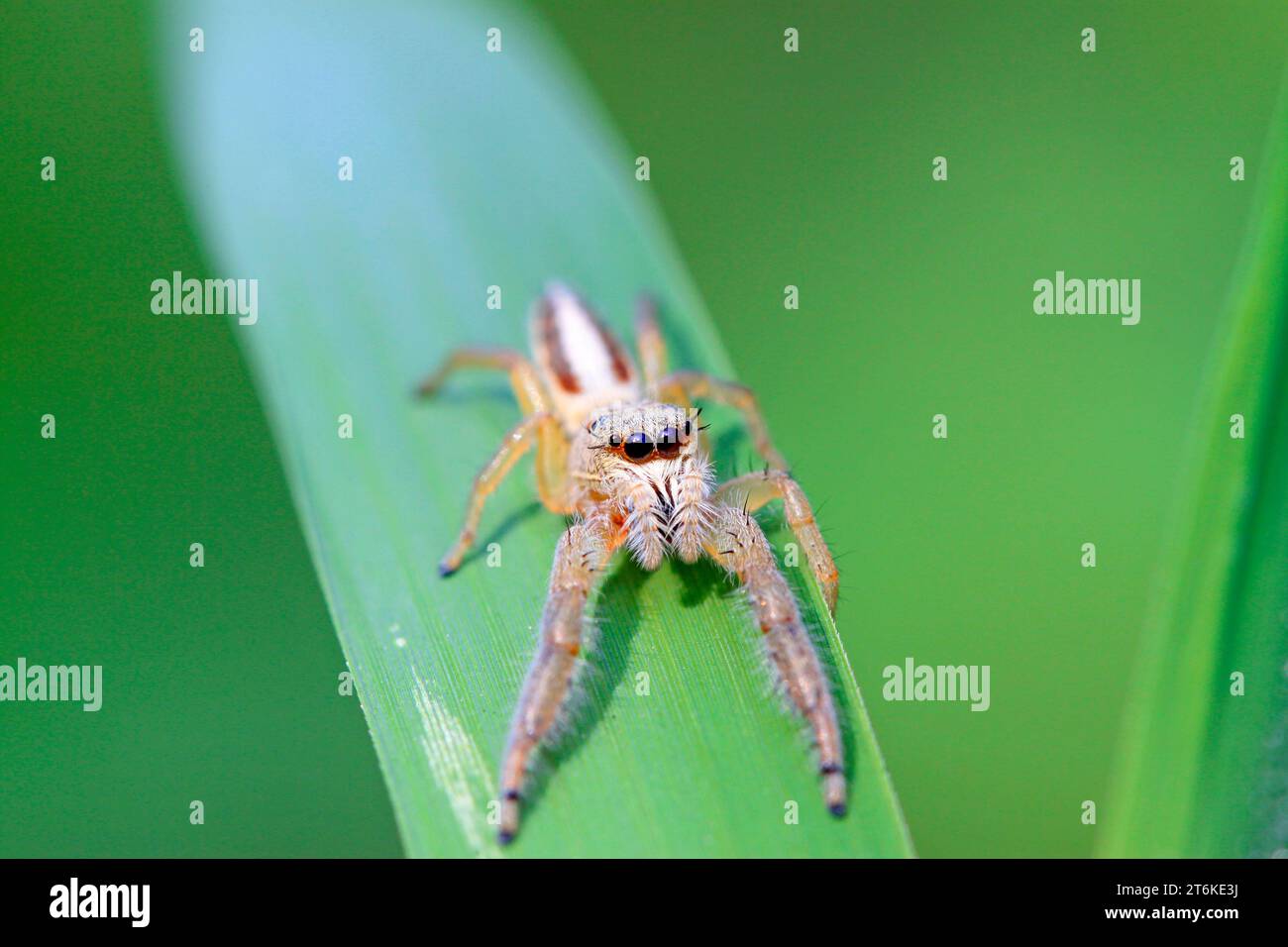 Tiger jumping spider hi-res stock photography and images - Alamy