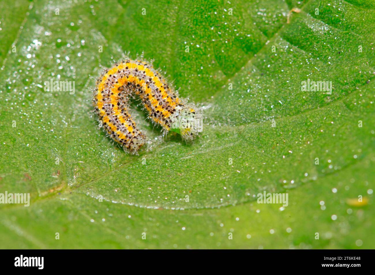 Insects larvae hi-res stock photography and images - Alamy