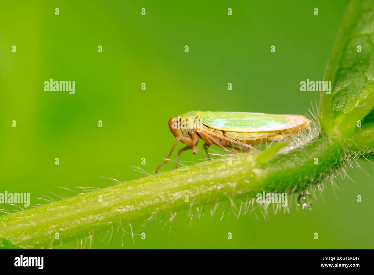 a kind of homoptera insects named leafhopper on green leaf Stock Photo ...
