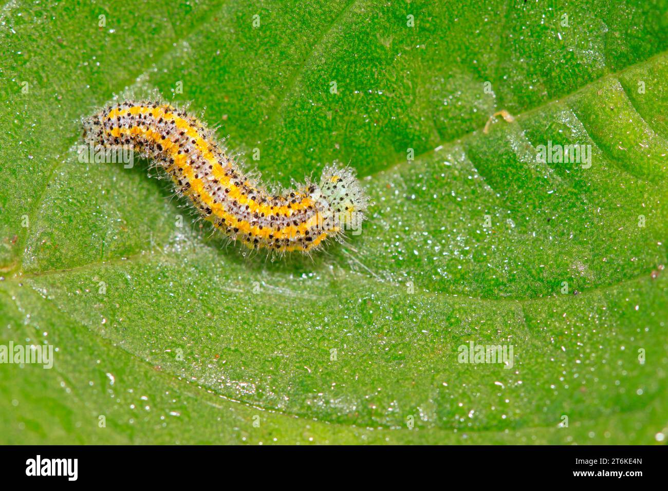 insects larvae on the leaves in the wild Stock Photo - Alamy