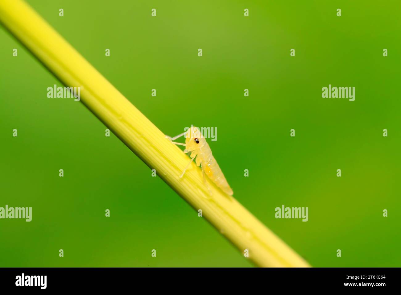 a kind of homoptera insects leafhopper larvae Stock Photo - Alamy