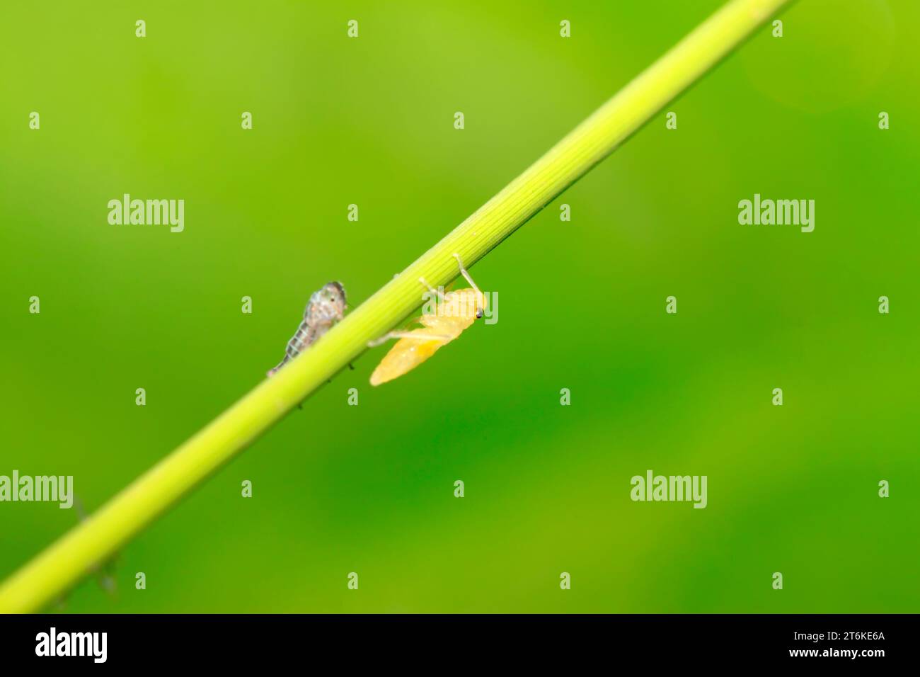 a kind of homoptera insects leafhopper larvae Stock Photo - Alamy