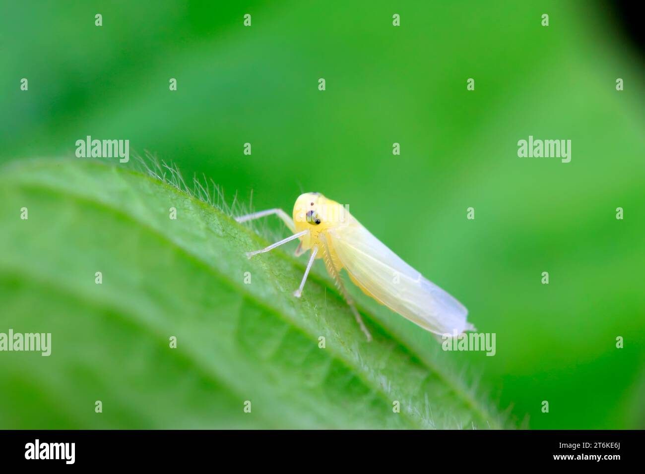 a kind of homoptera insects leafhopper larvae Stock Photo - Alamy