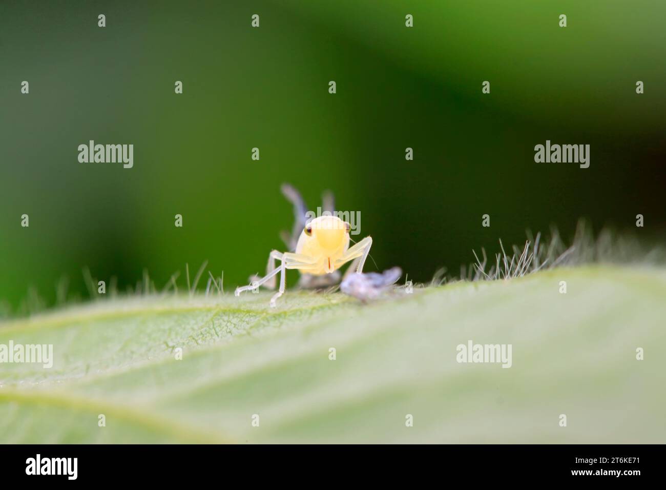 a kind of homoptera insects leafhopper larvae Stock Photo - Alamy