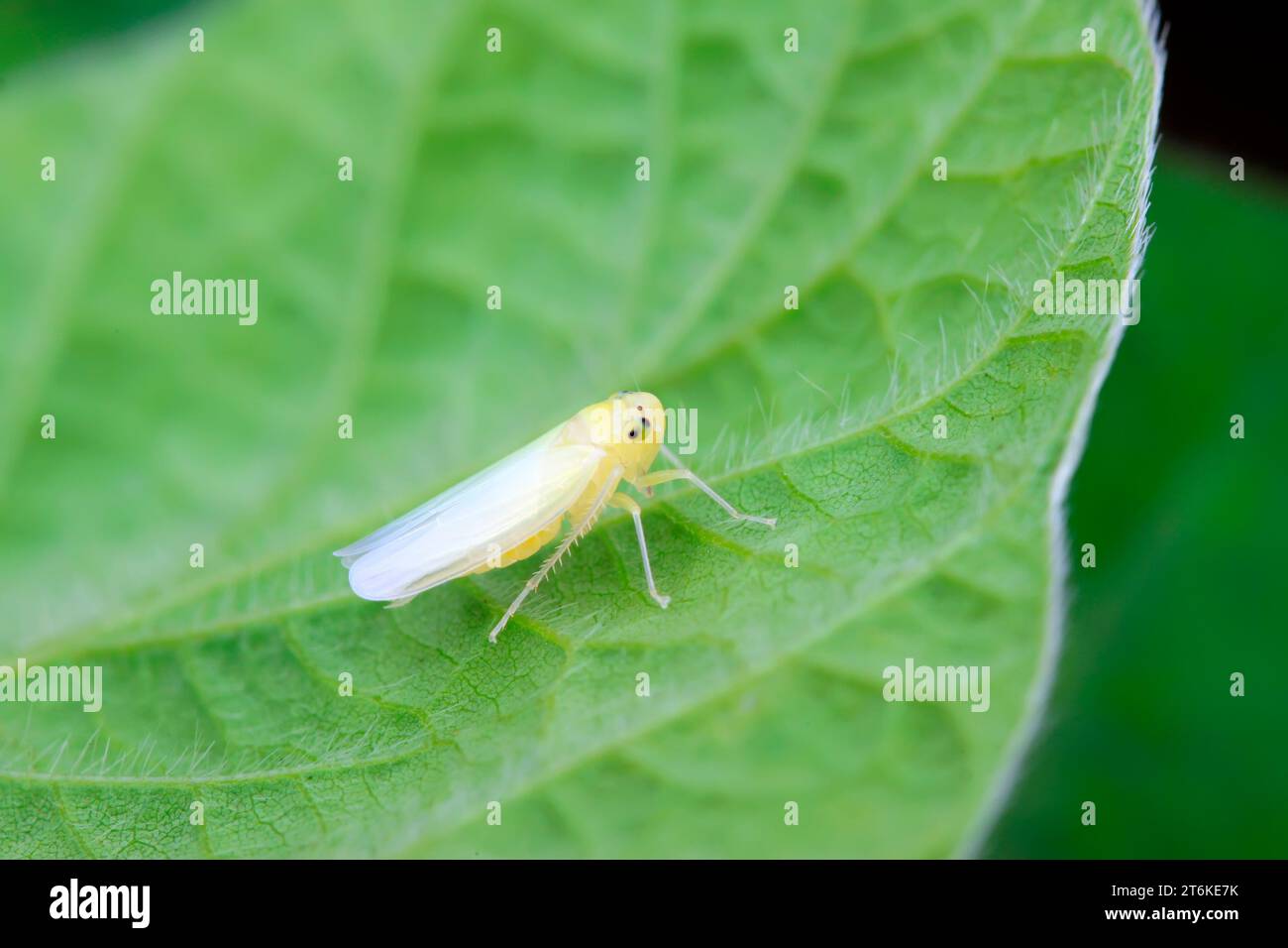a kind of homoptera insects leafhopper larvae Stock Photo - Alamy