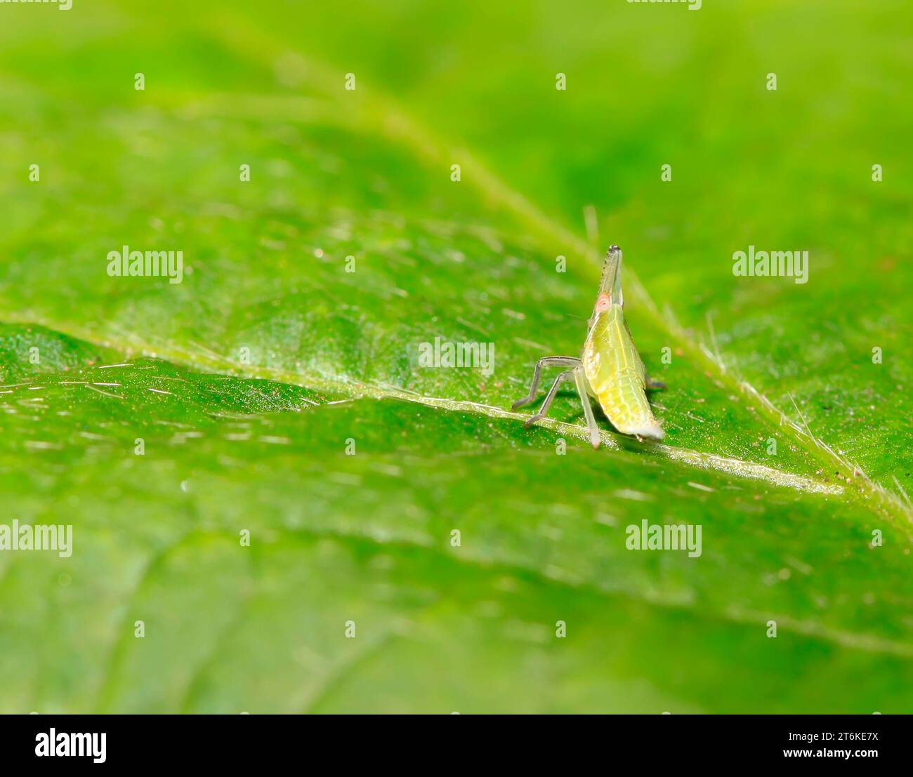 wax cicada larvae on green leaf in the wild Stock Photo - Alamy