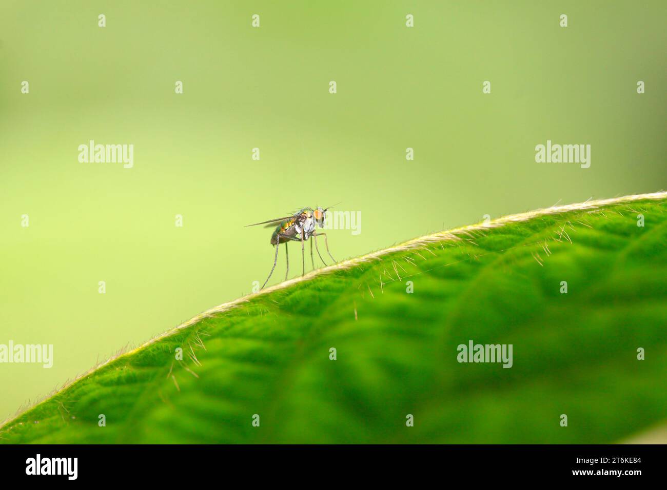 Insectivorous gadfly hi-res stock photography and images - Alamy