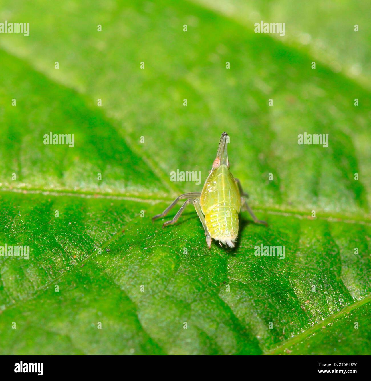 wax cicada larvae on green leaf in the wild Stock Photo - Alamy