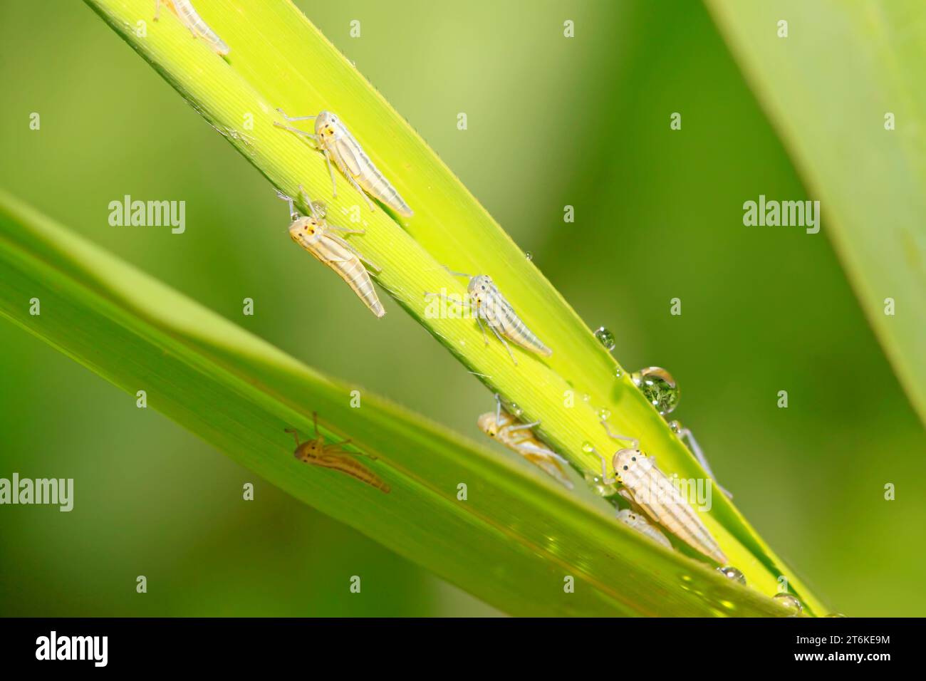 a kind of homoptera insects leafhopper Stock Photo - Alamy