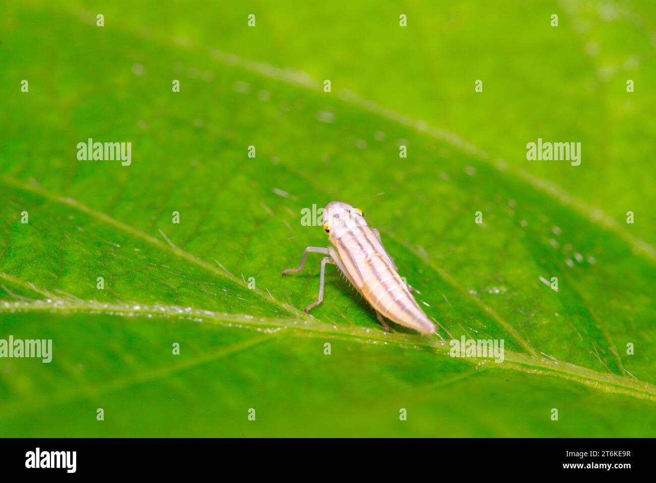 a kind of homoptera insects leafhopper Stock Photo - Alamy