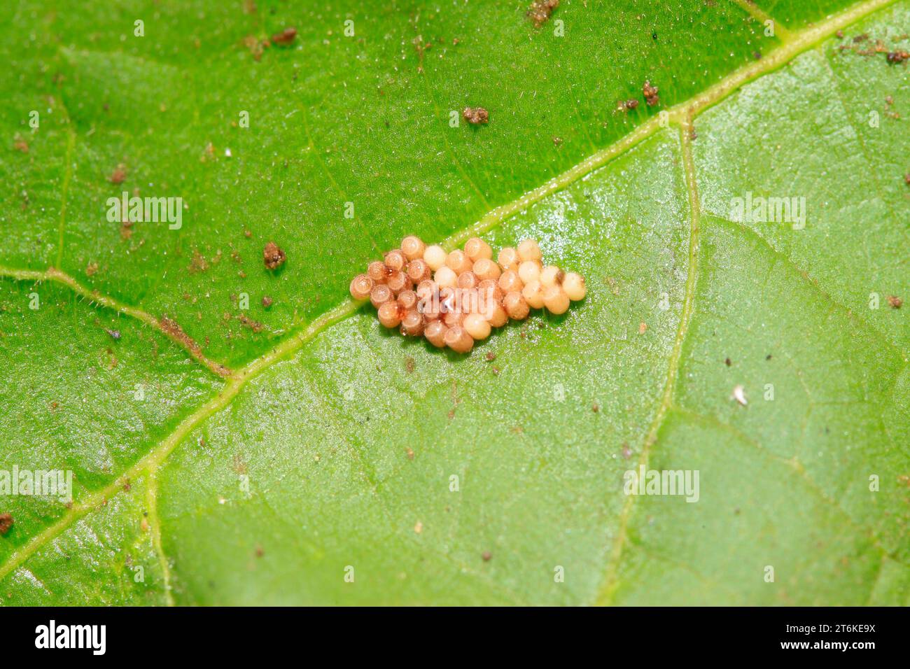 insect eggs on a leaf blade Stock Photo - Alamy