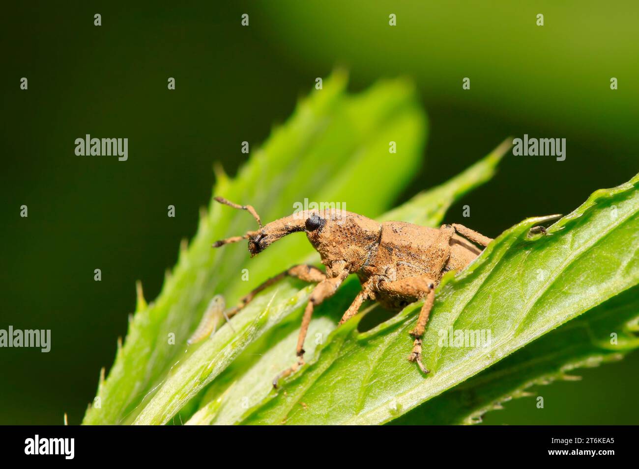 a kind of insect has a long nose Stock Photo - Alamy