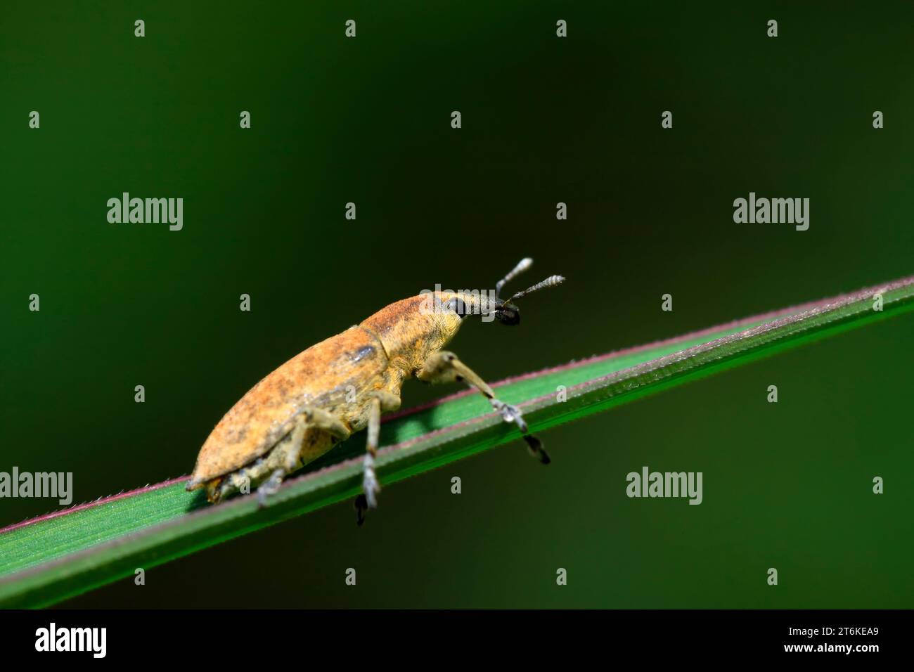 Armor features hi-res stock photography and images - Alamy