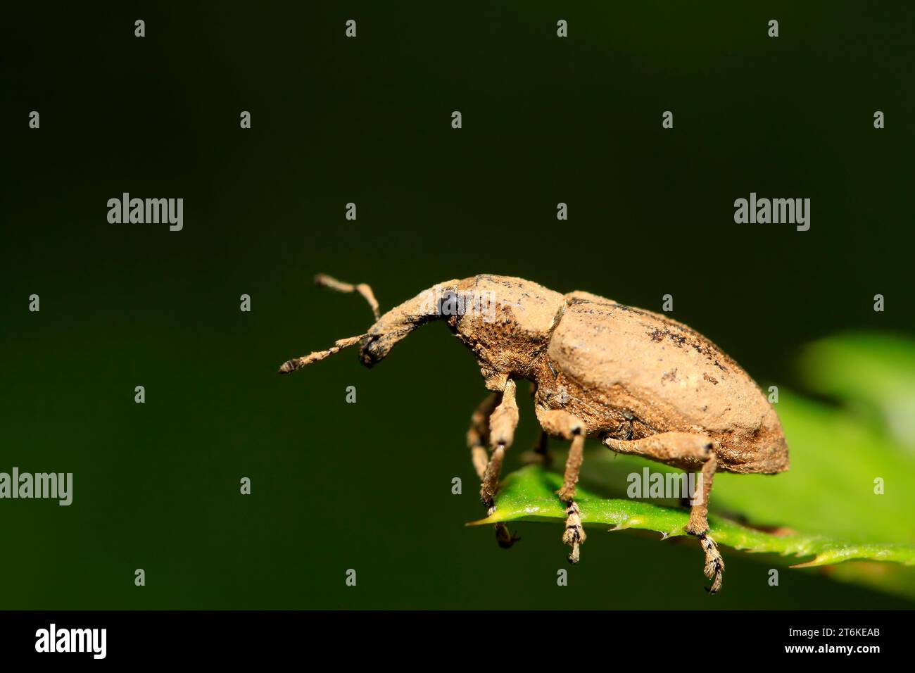 a kind of insect has a long nose Stock Photo - Alamy