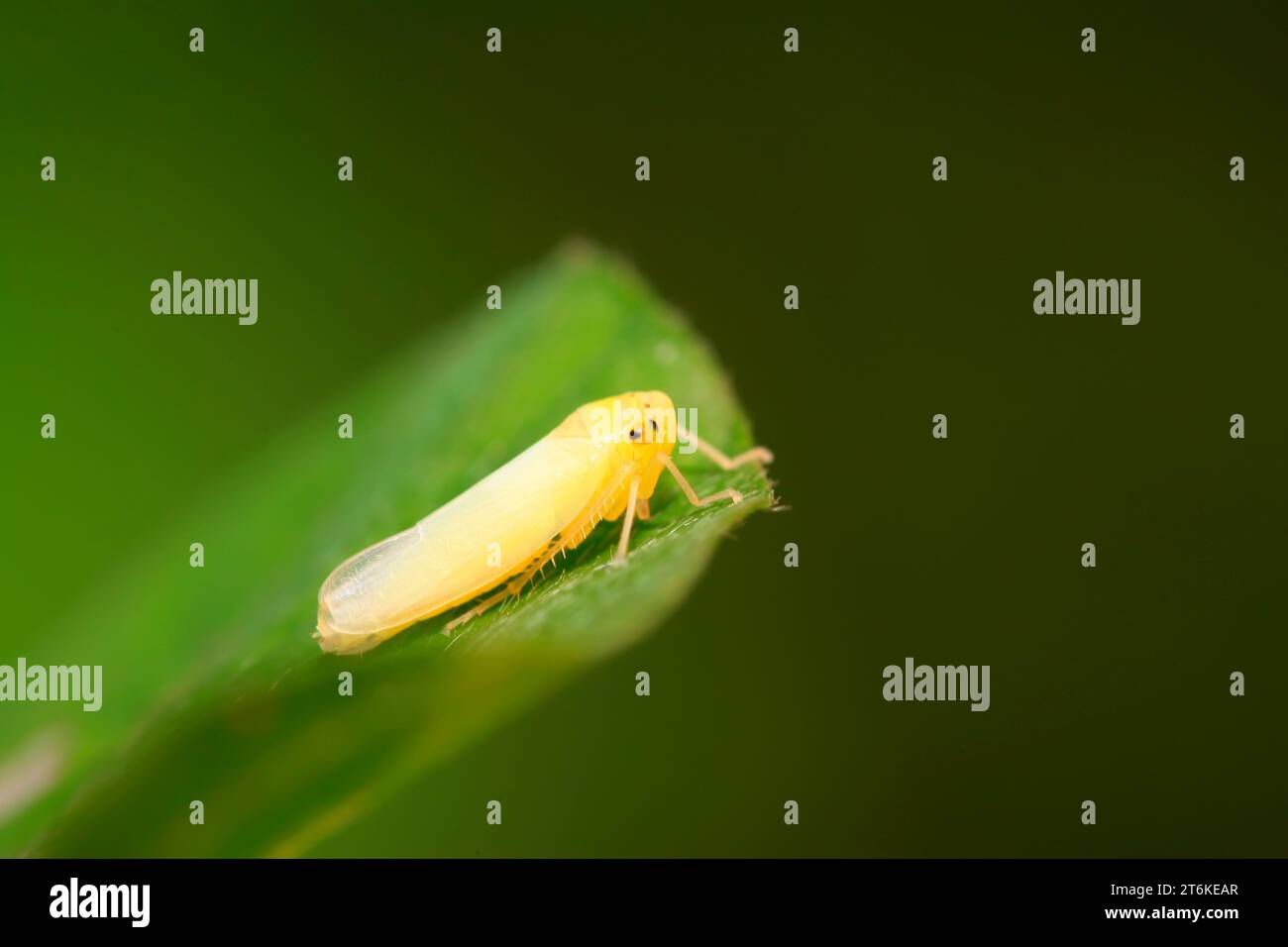 a kind of homoptera insects leafhopper larvae Stock Photo - Alamy