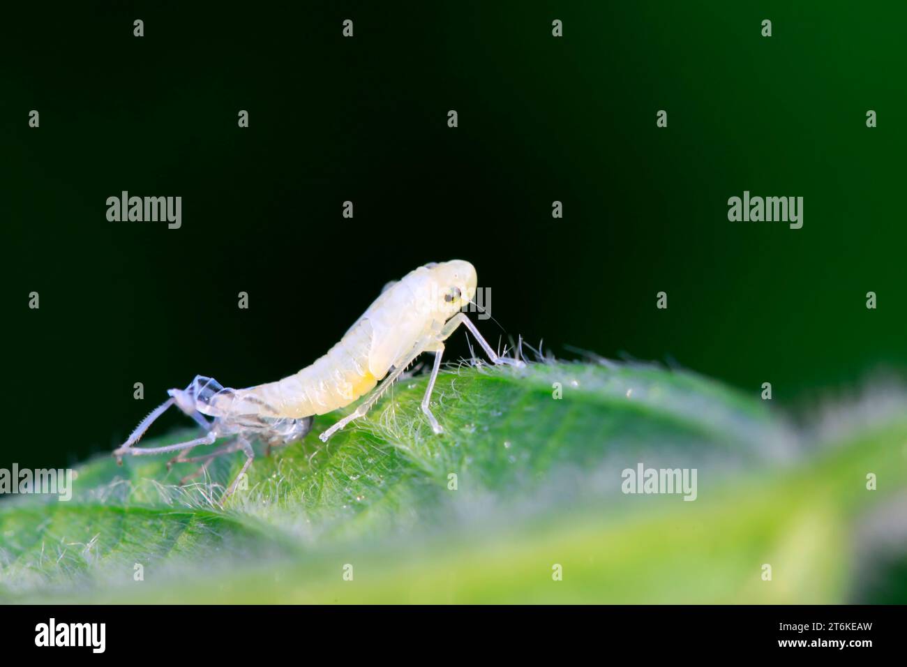 Insects physiology hi-res stock photography and images - Alamy