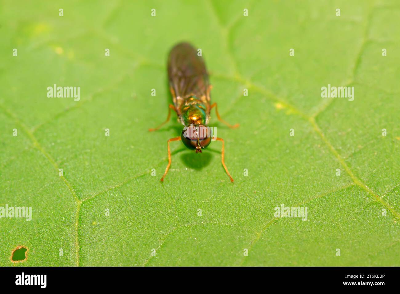 Tabanidae wings hi-res stock photography and images - Alamy