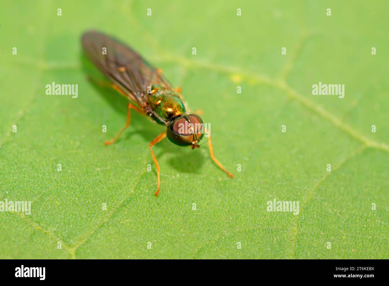 Tabanidae macro diptera hi-res stock photography and images - Alamy