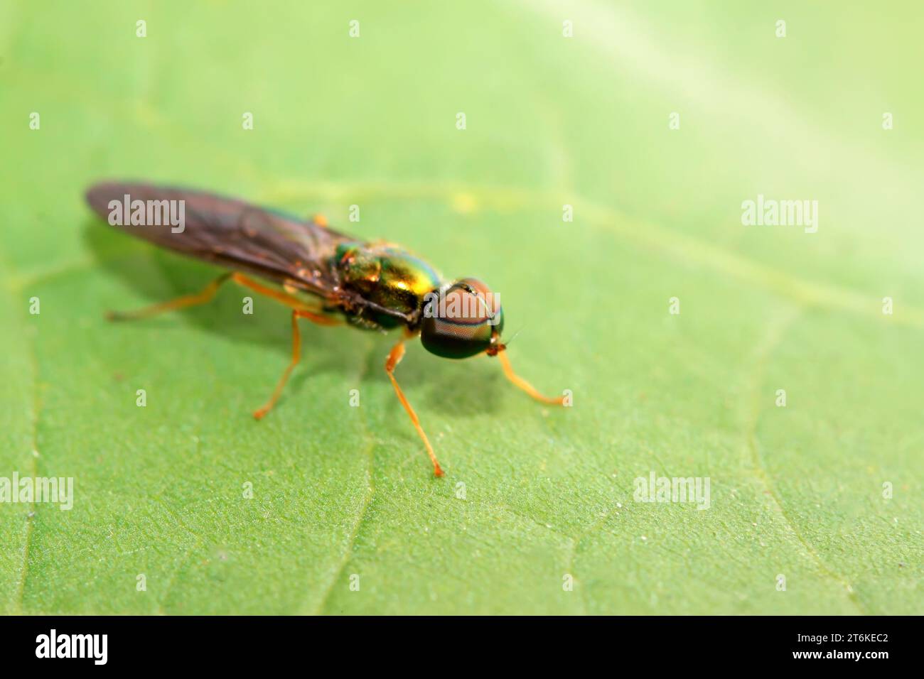 Tabanidae wings hi-res stock photography and images - Alamy