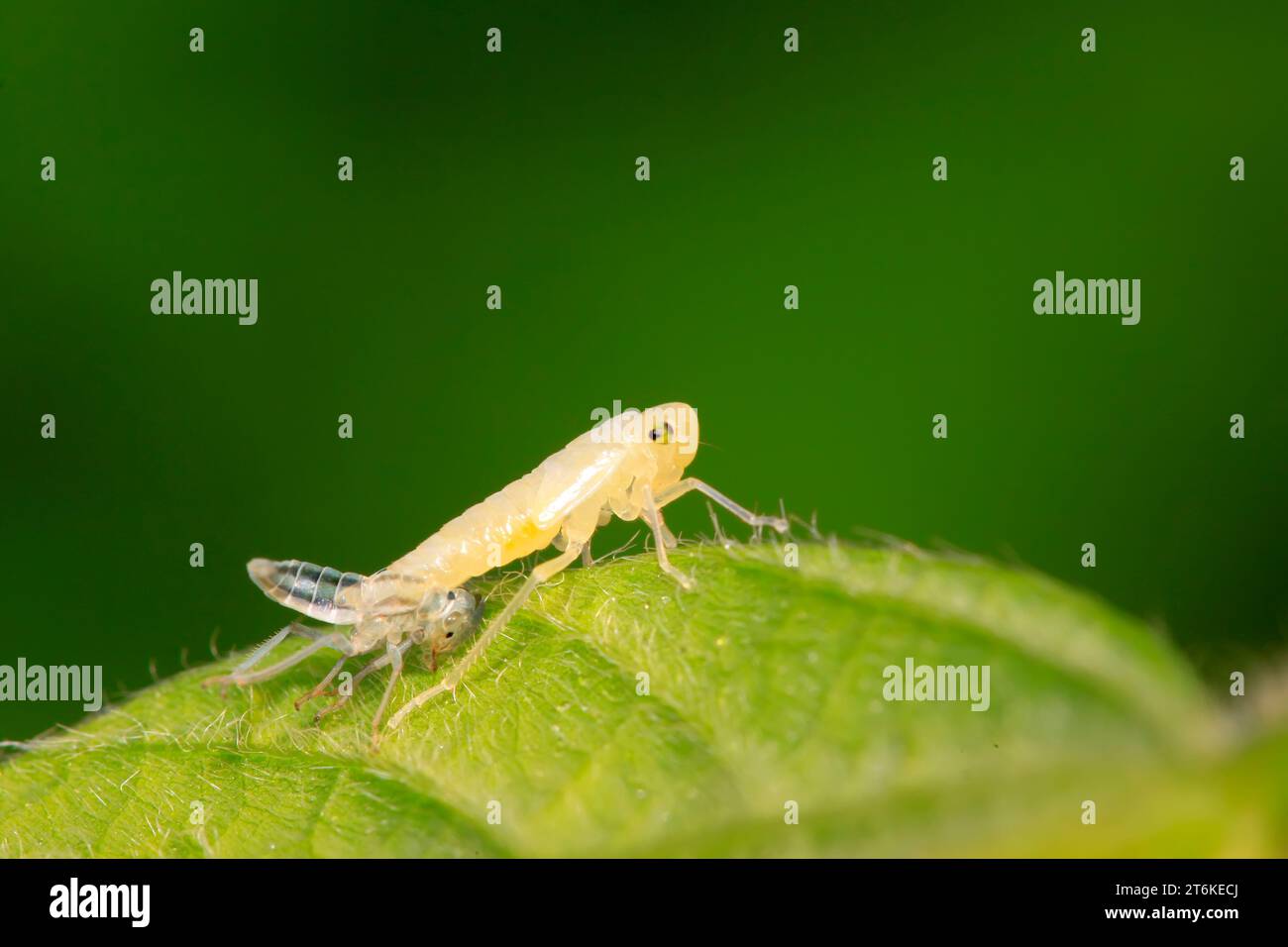 Molting insects hi-res stock photography and images - Alamy