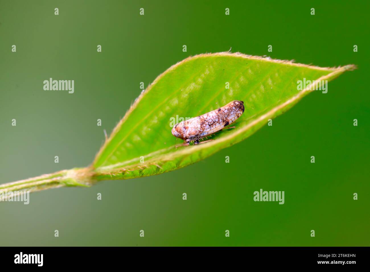 a kind of homoptera insects leafhopper on green leaf Stock Photo - Alamy