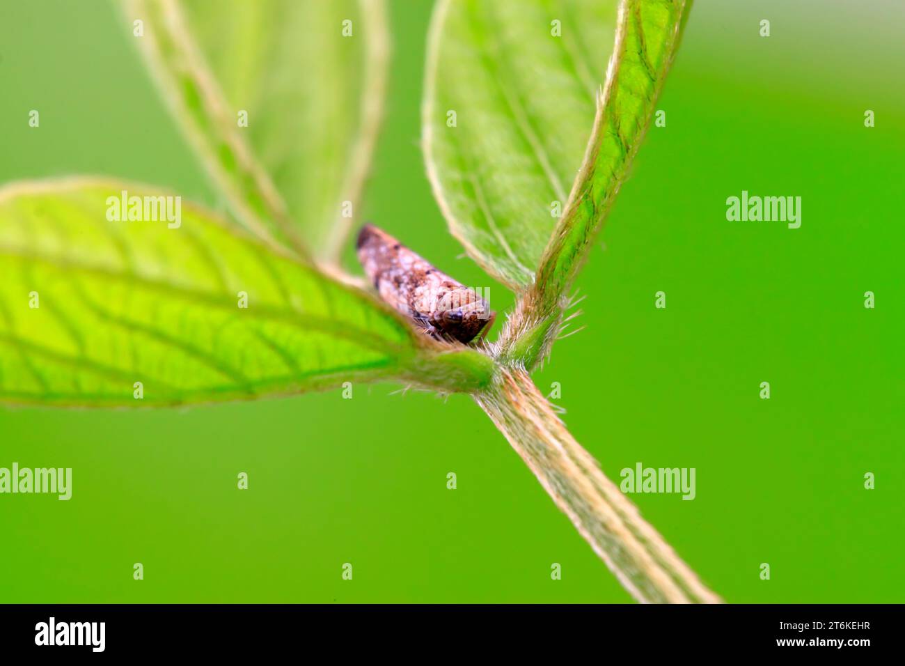 a kind of homoptera insects leafhopper on green leaf Stock Photo - Alamy