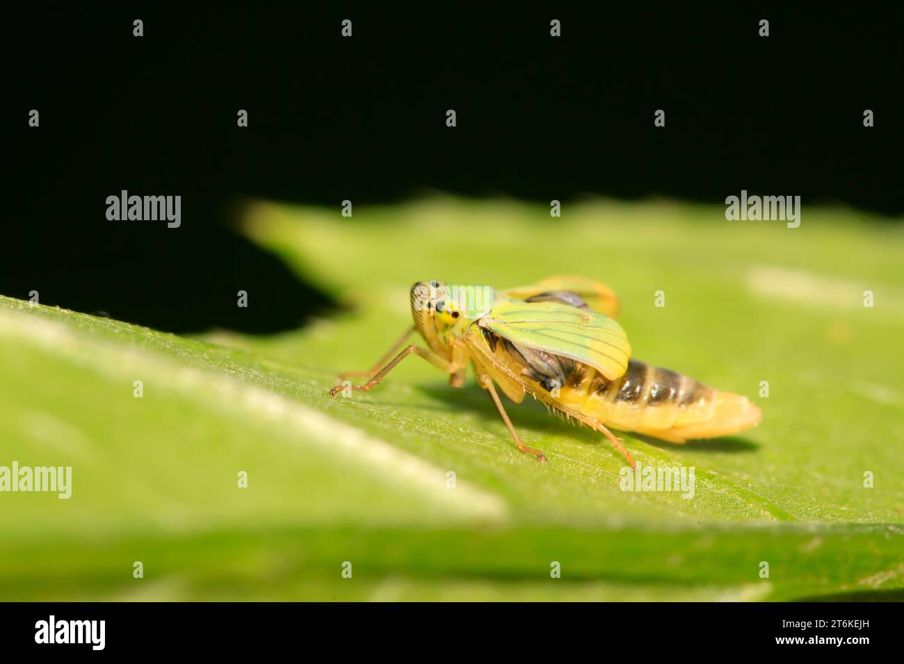 Larvae reduced hi-res stock photography and images - Alamy