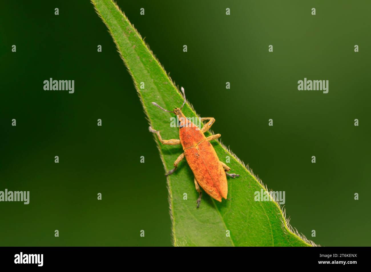 a kind of insect has a long nose Stock Photo - Alamy