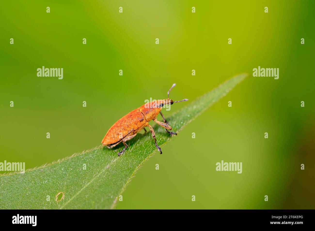 a kind of insect has a long nose Stock Photo - Alamy