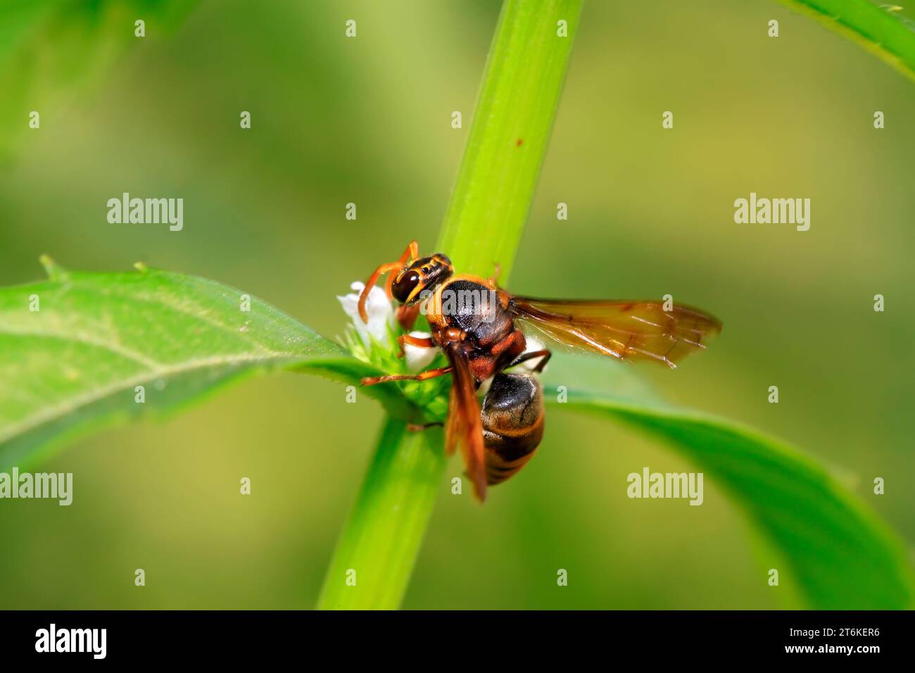 hornet flower-counting in the wild, closeup of photo Stock Photo - Alamy