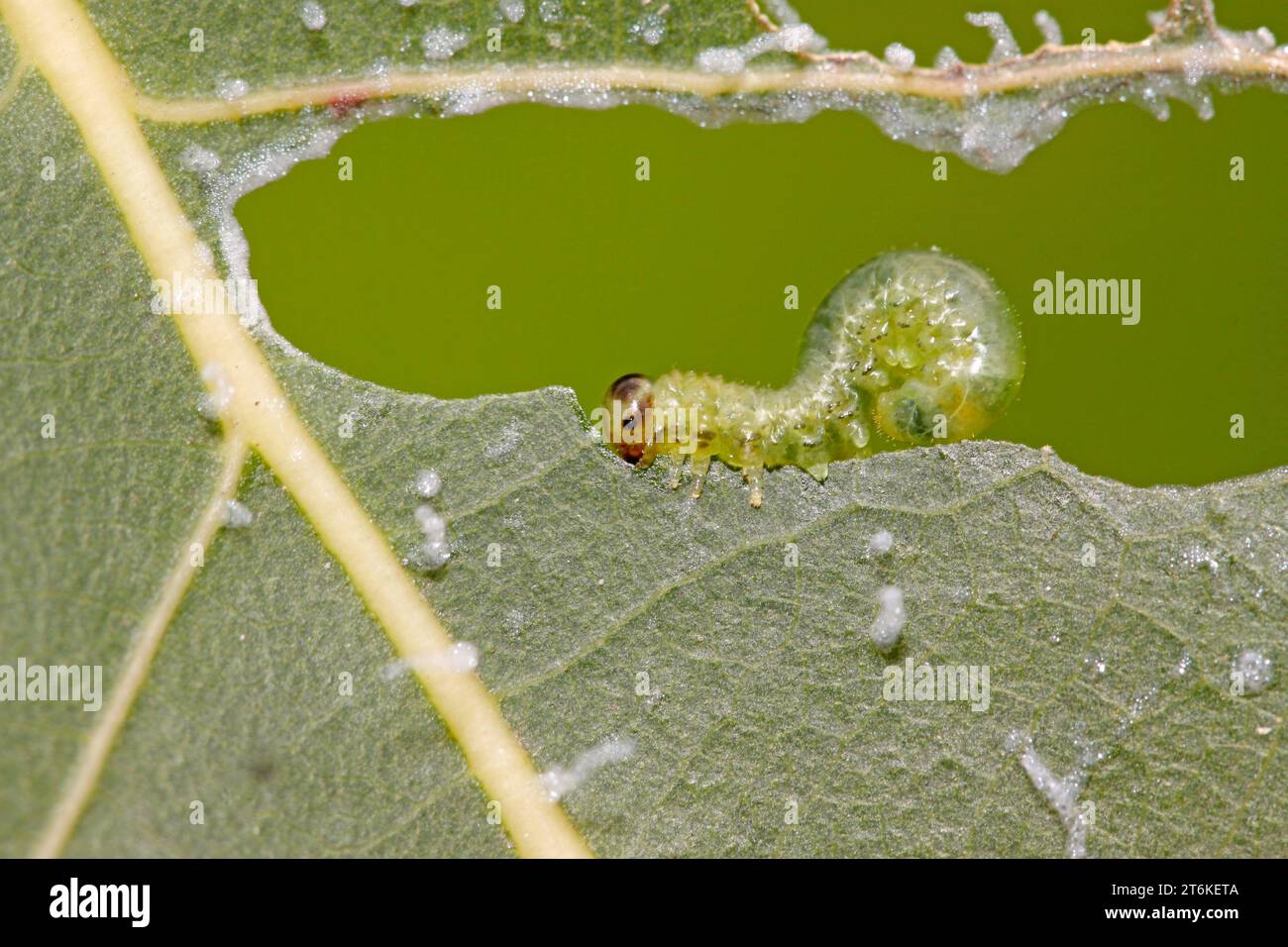 Sawfly larvae on green leafd in the wild Stock Photo - Alamy
